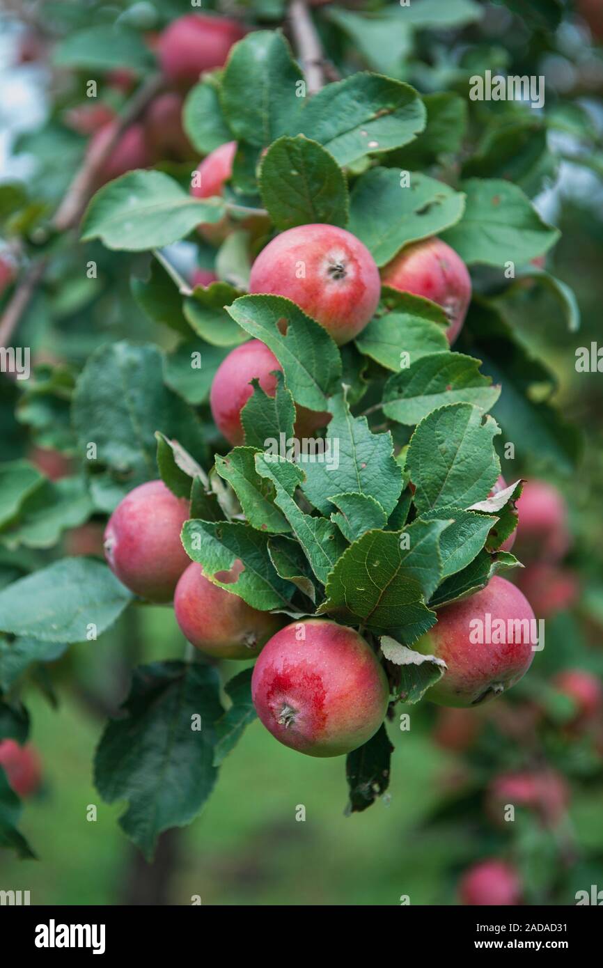 Apple tree with apples Stock Photo - Alamy