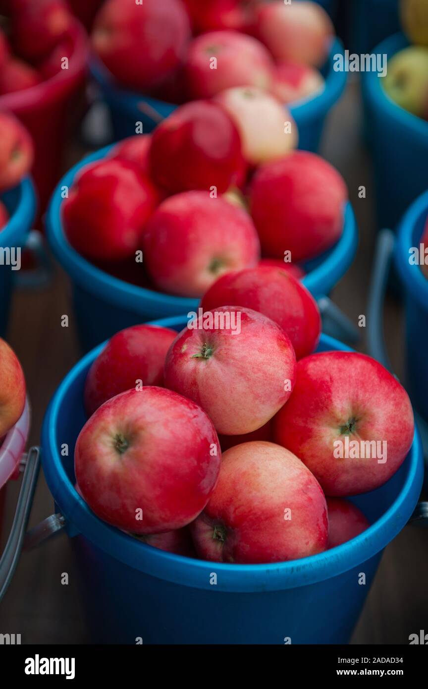 Bucket with apples Stock Photo - Alamy