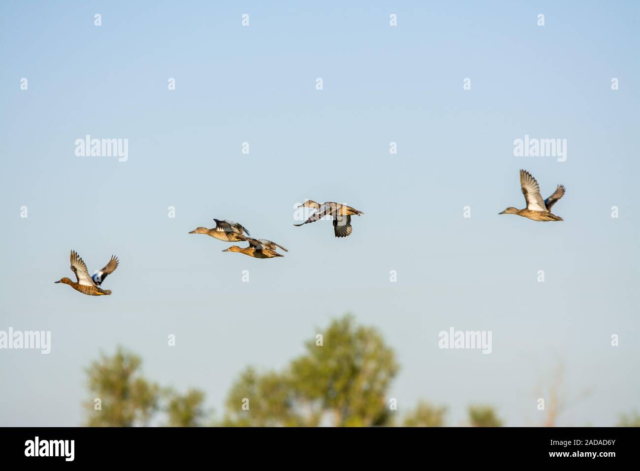 Blue winged teal flock flying over wetlands Stock Photo - Alamy
