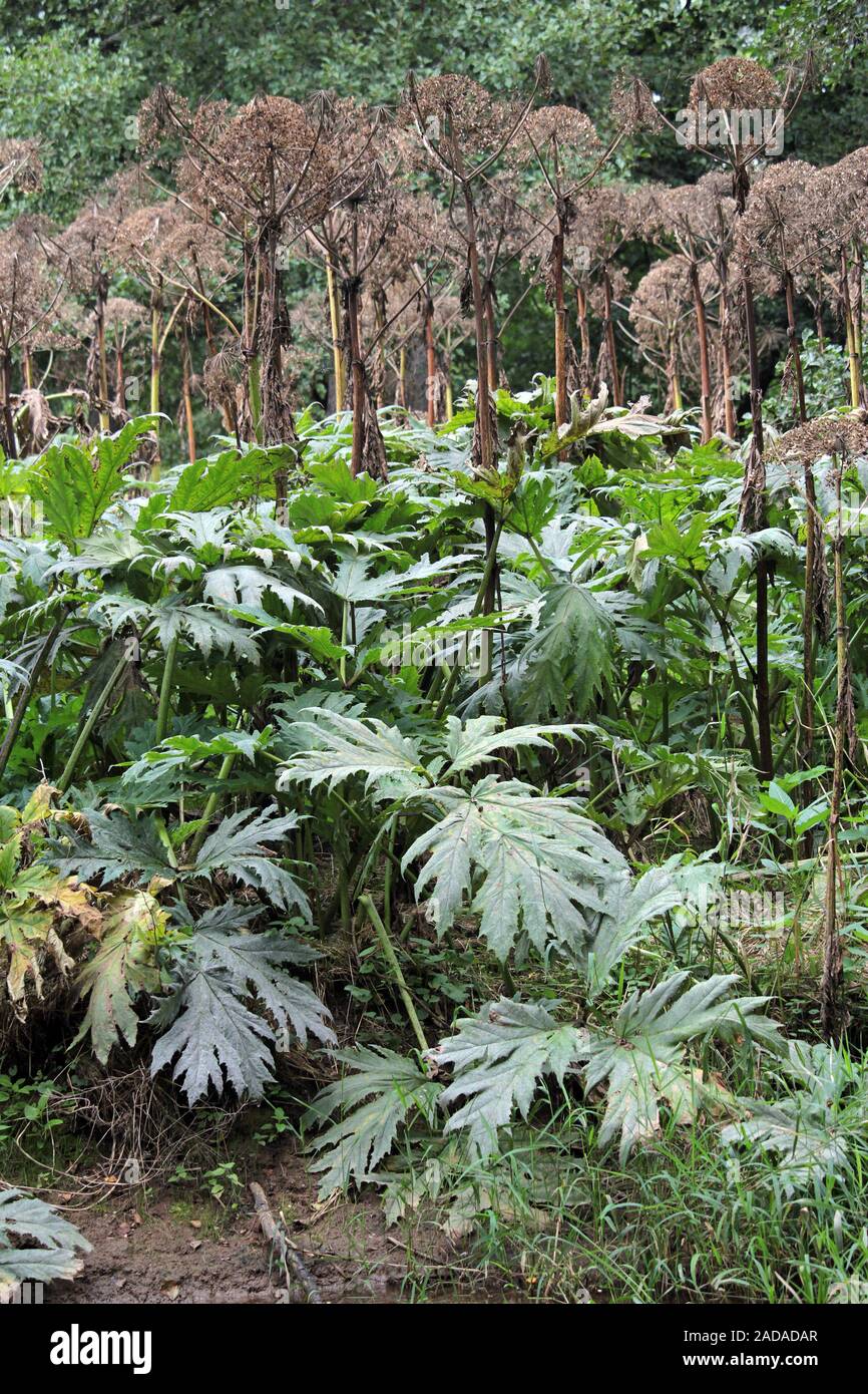 Riesenbaerenklau hi-res stock photography and images - Alamy