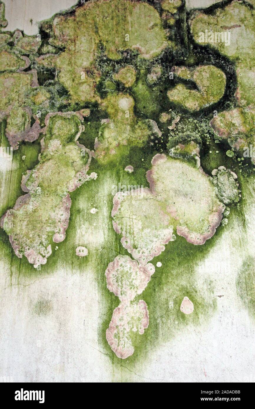 Wet house wall Stock Photo - Alamy