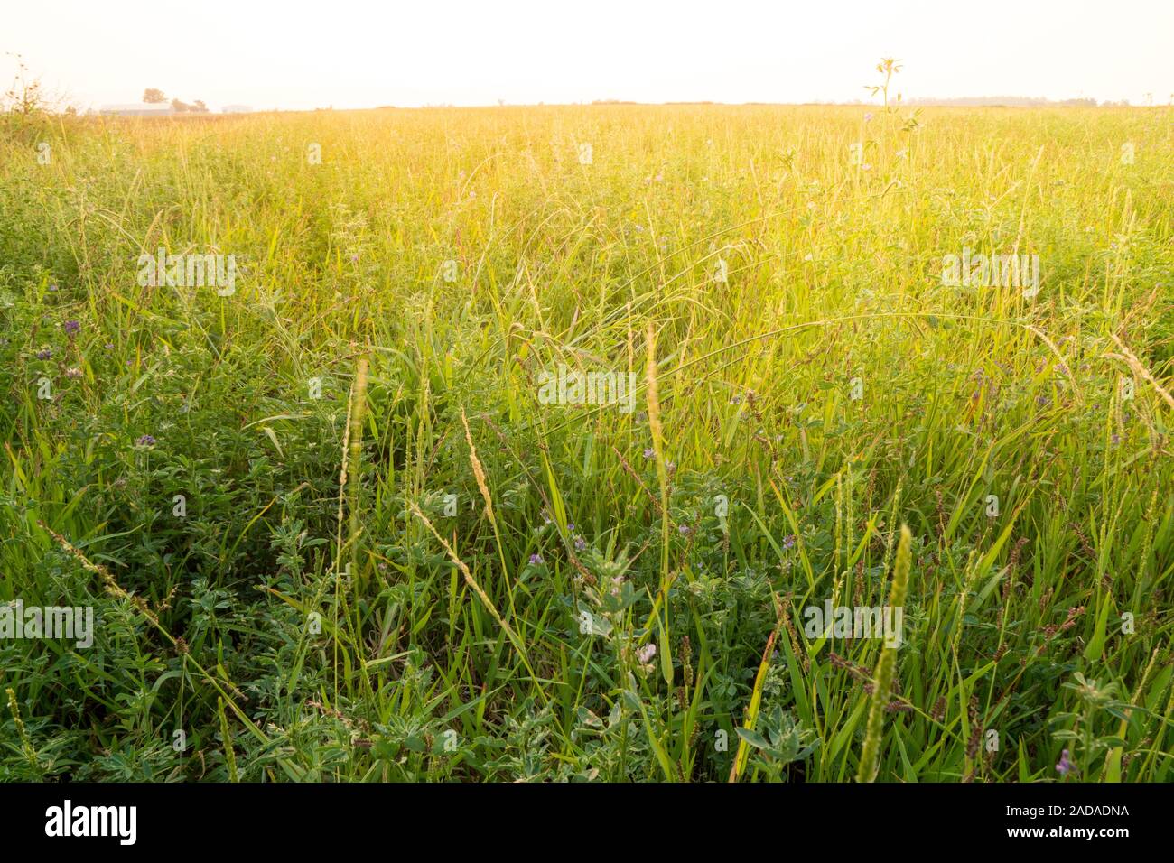 Alfalfa Grass