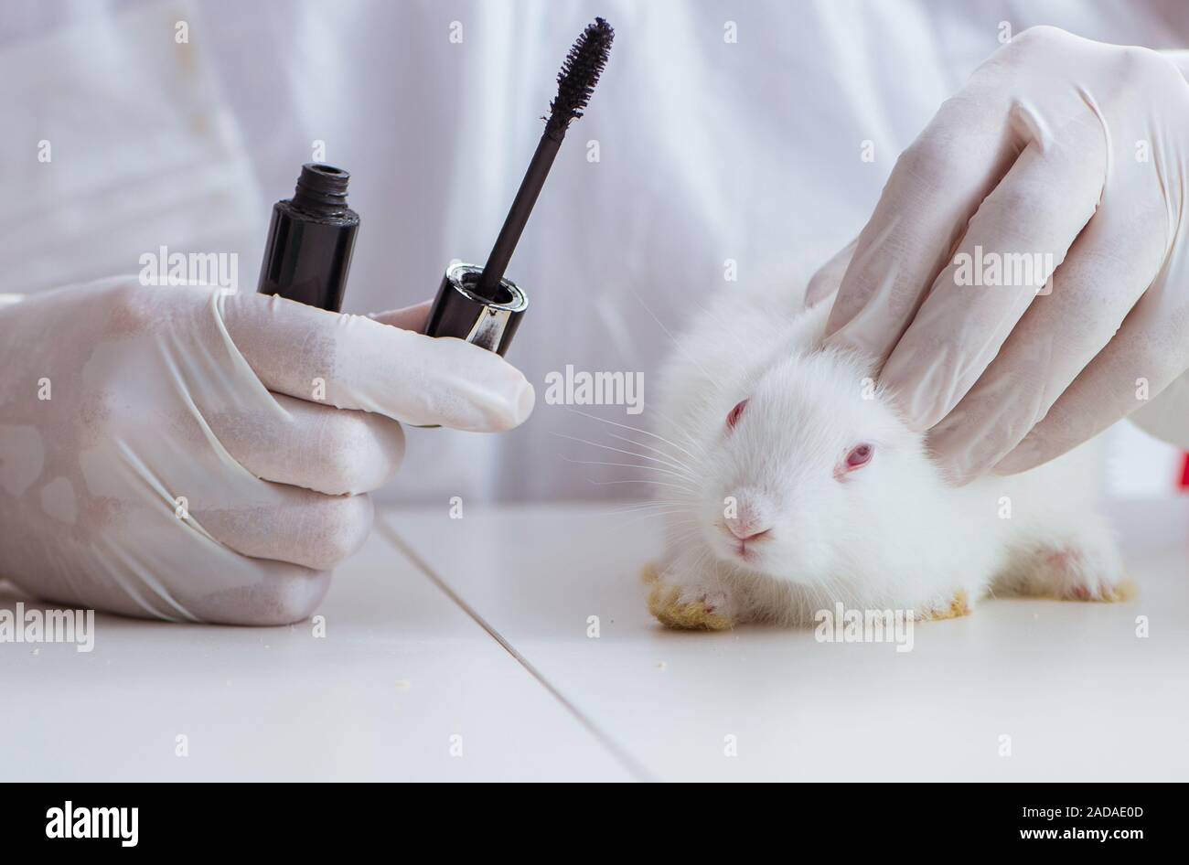Rabbit testing lab hi-res stock photography and images - Alamy