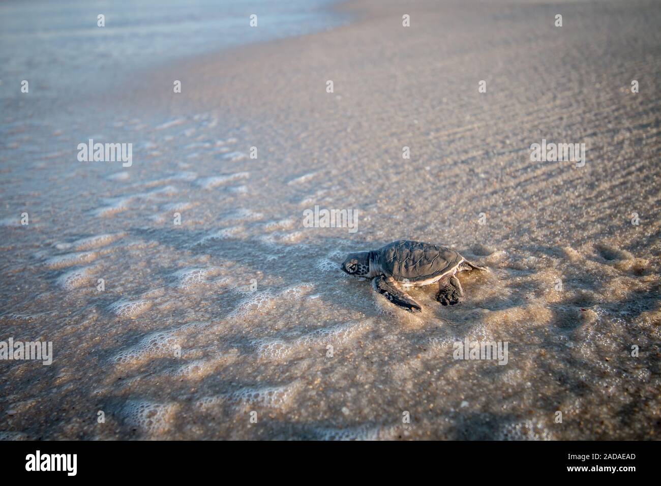 Baby Green sea turtle on the beach Stock Photo - Alamy