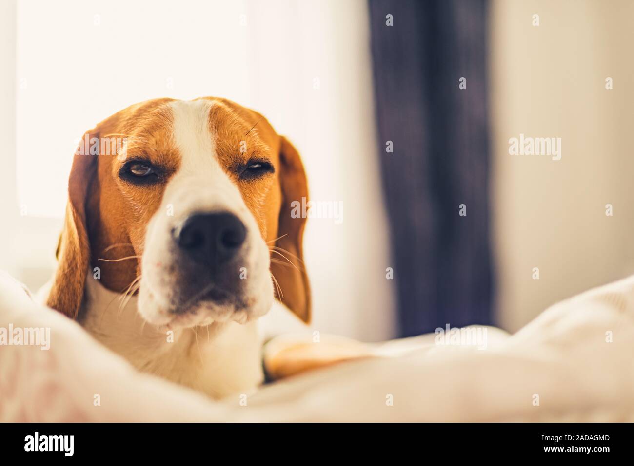 Beagle dog tired sleeps on a cozy bed. Dog raises his head with one eye ...