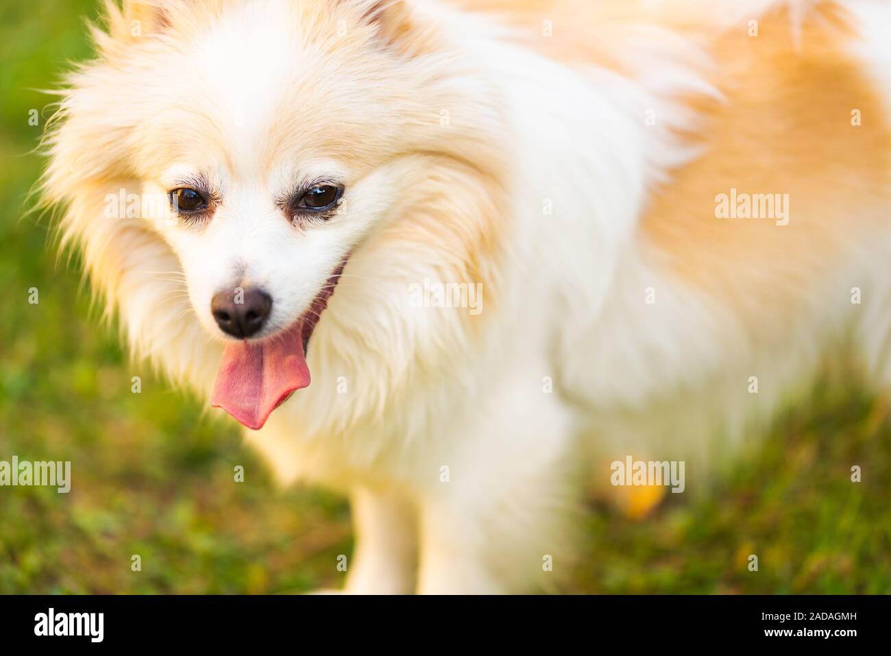 German spitz dog hi-res stock photography and images - Alamy