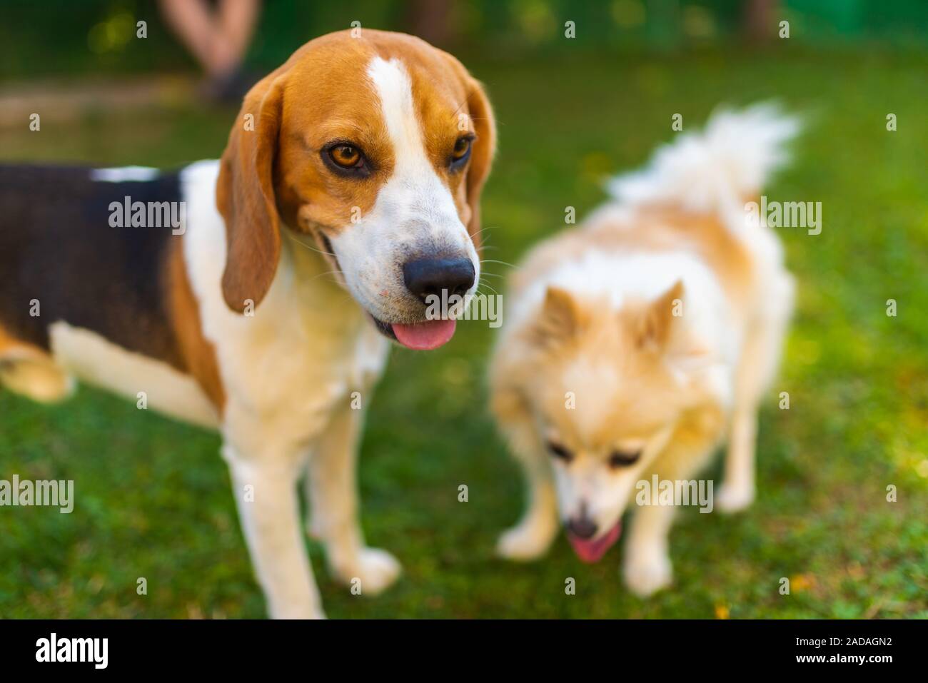 Beagle dog with pomeranian spitz on a green grass in garden. Background ...
