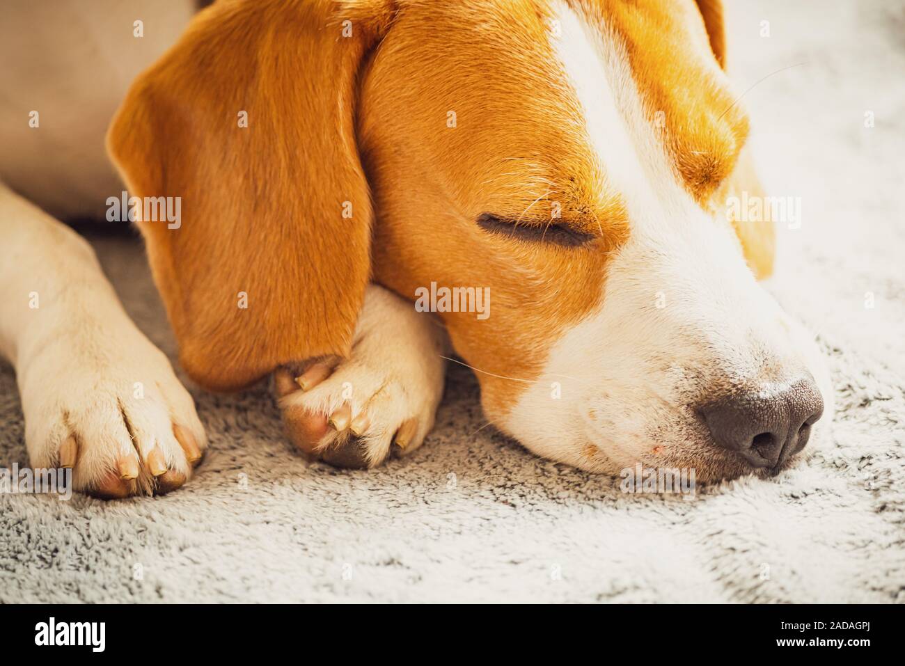 Beagle dog sleeping on a couch. Closeup of paws and canine muzzle Stock ...