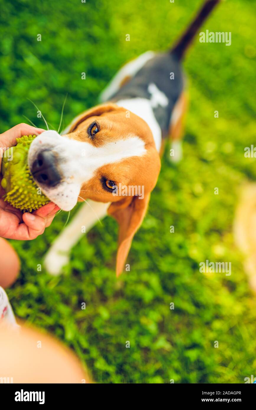 Beagle dog pulling a green ball from owner. Tug of war outdoors Stock ...