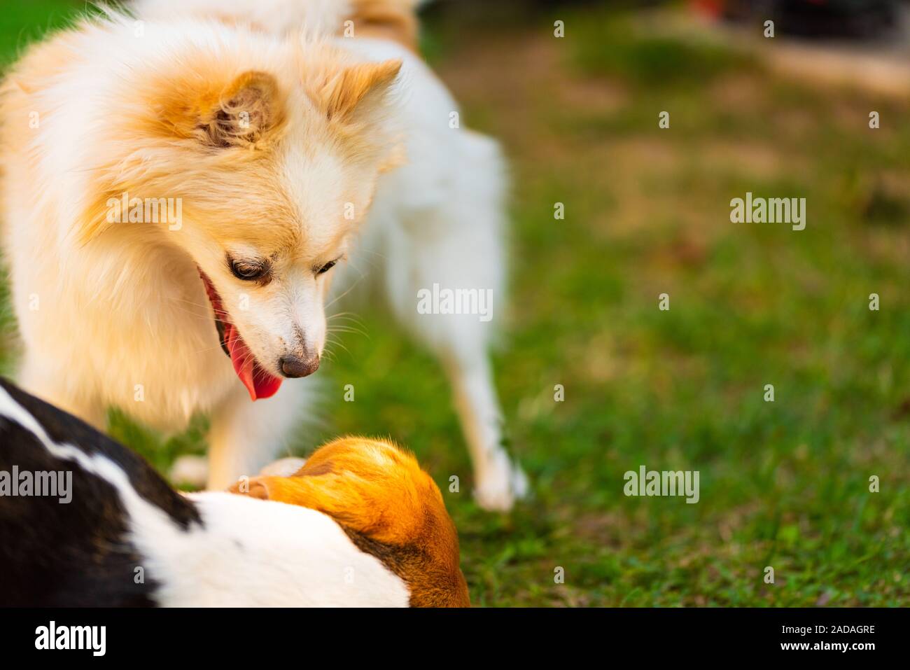Beagle dog with pomeranian spitz playing on a green grass Stock Photo ...