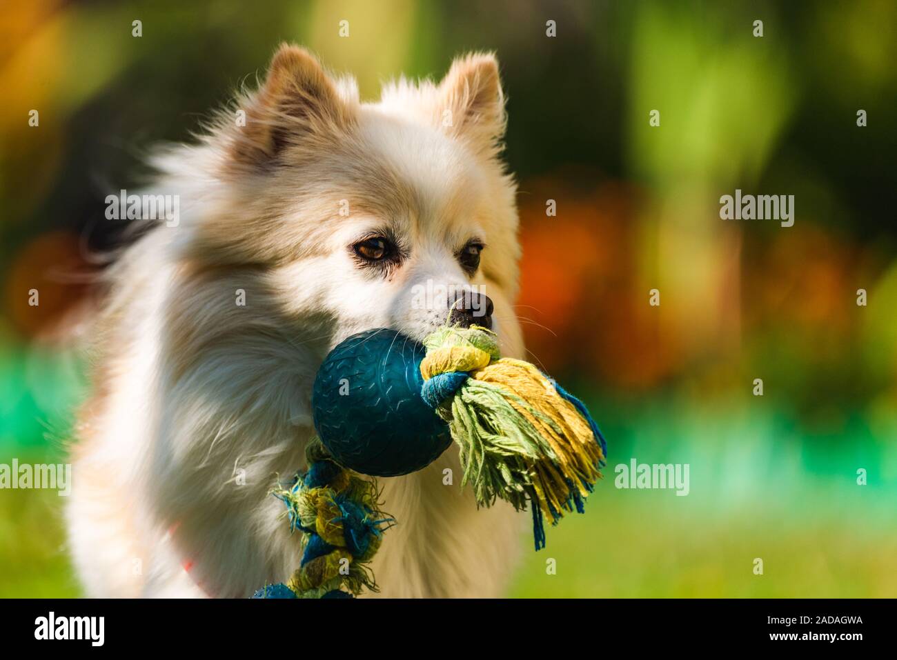 Pomeranian dog german spitz klein fetching a toy running towards camera ...