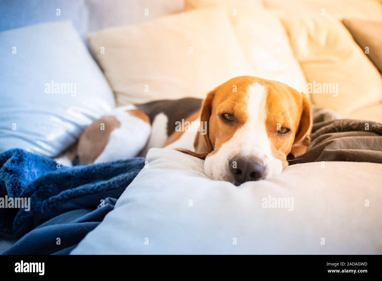 Dog tired sleeps on a couch, beagle on sofa Stock Photo - Alamy
