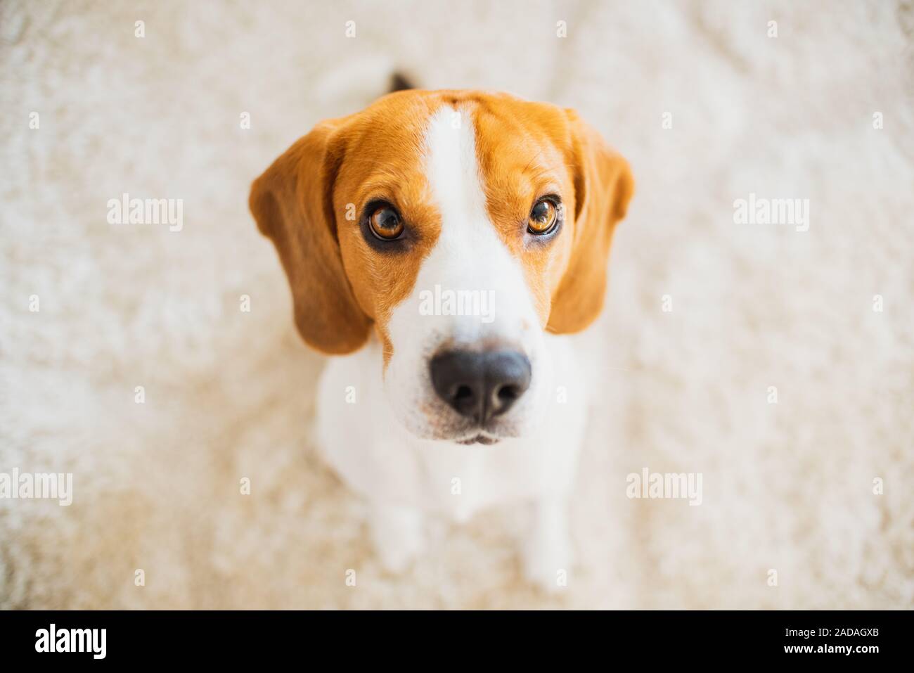 Perro beagle hi-res stock photography and images - Alamy