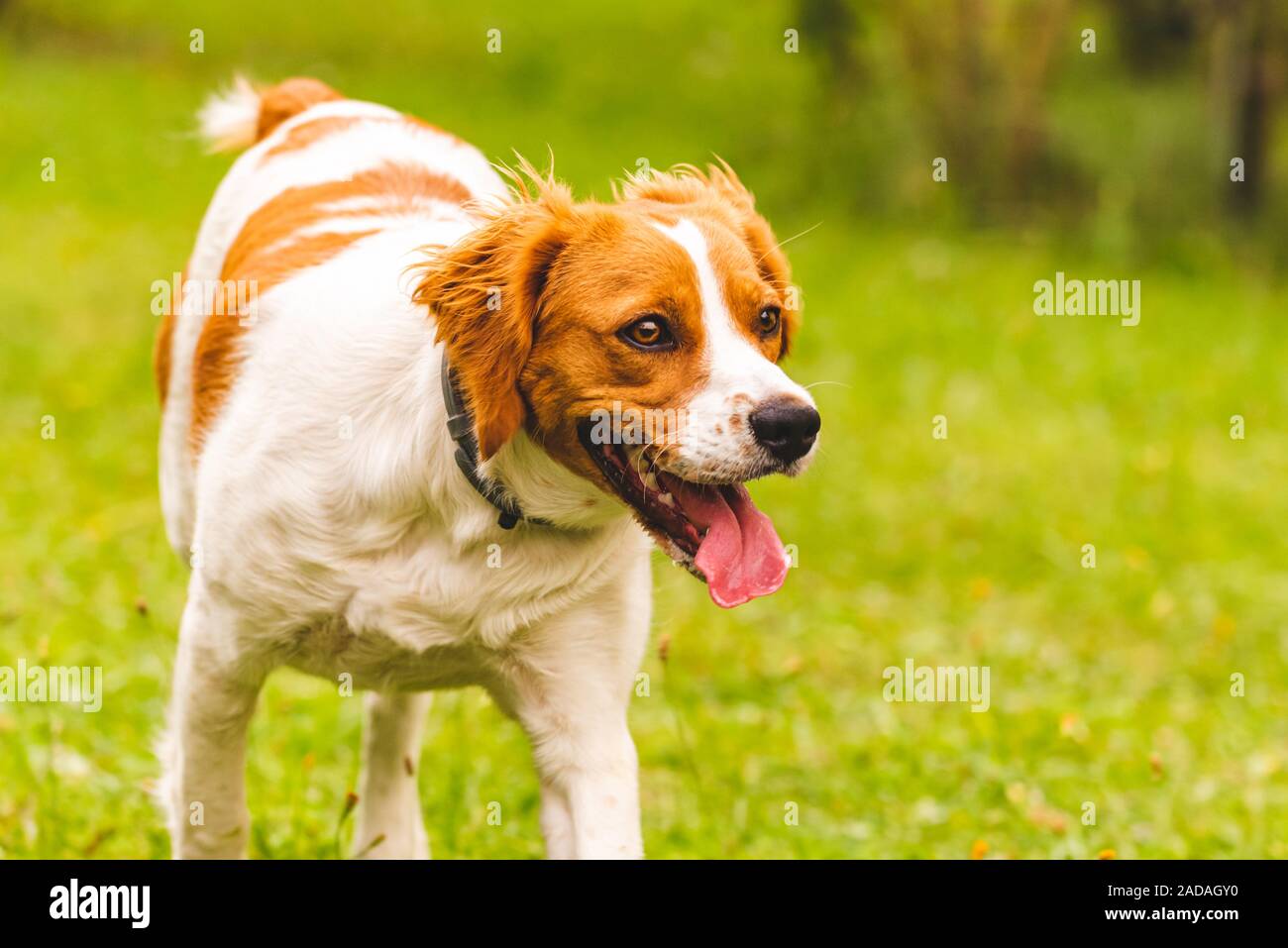 Breton spaniel puppy running towards camera Stock Photo - Alamy