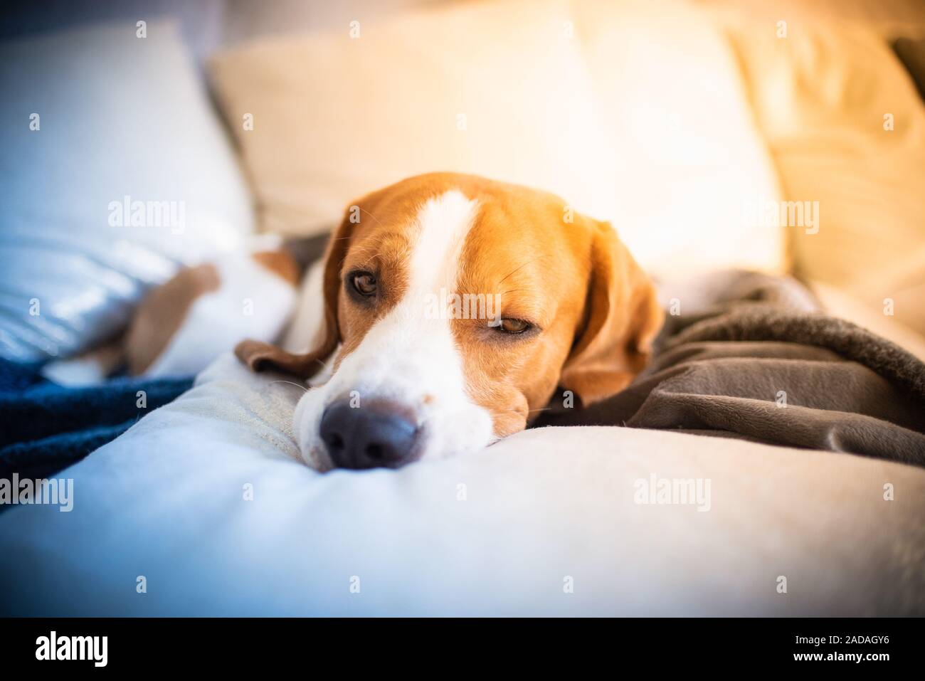 Dog tired sleeps on a couch, beagle on sofa Stock Photo - Alamy
