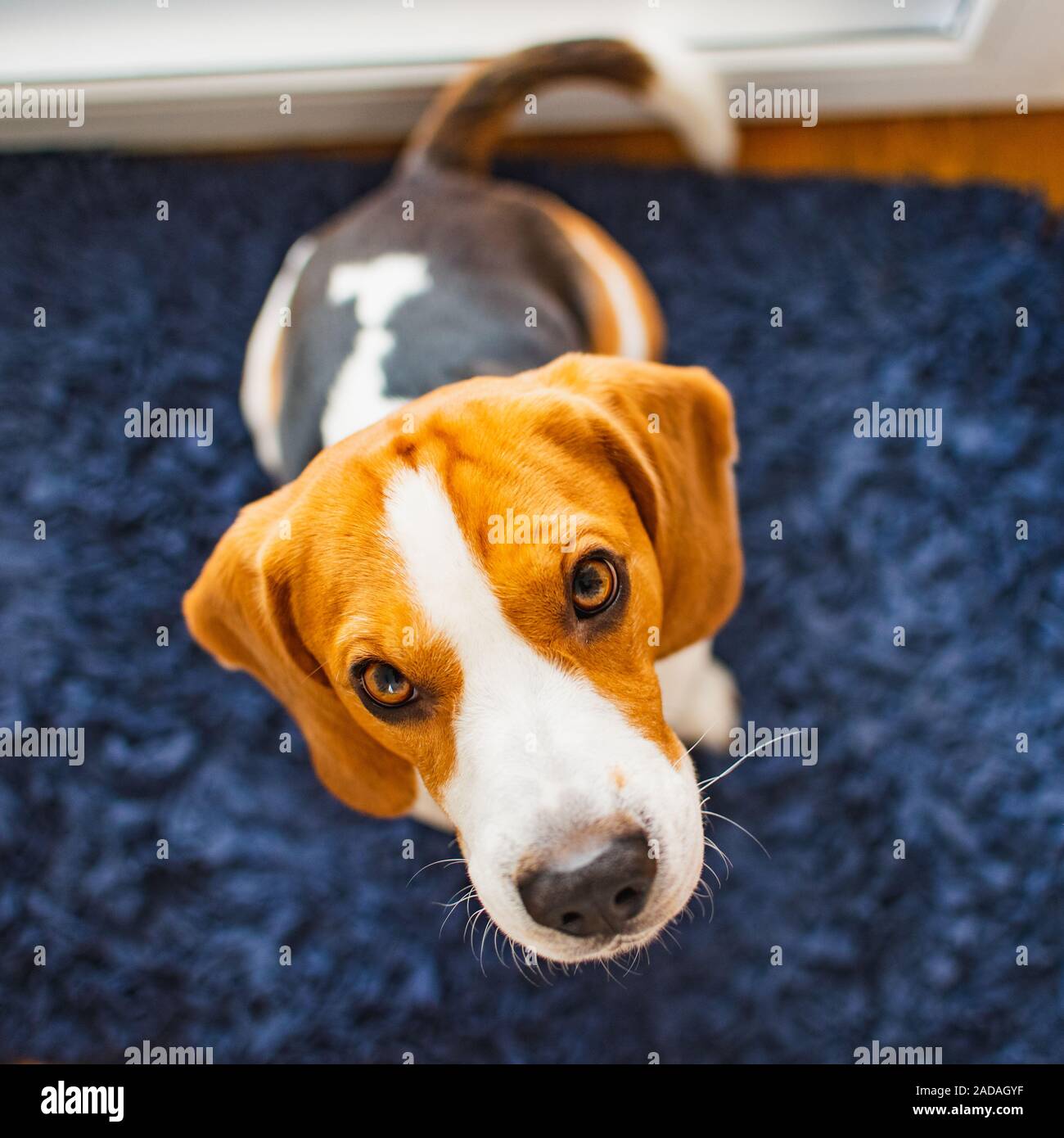 Beagle dog sits looking up towards the camera Stock Photo - Alamy
