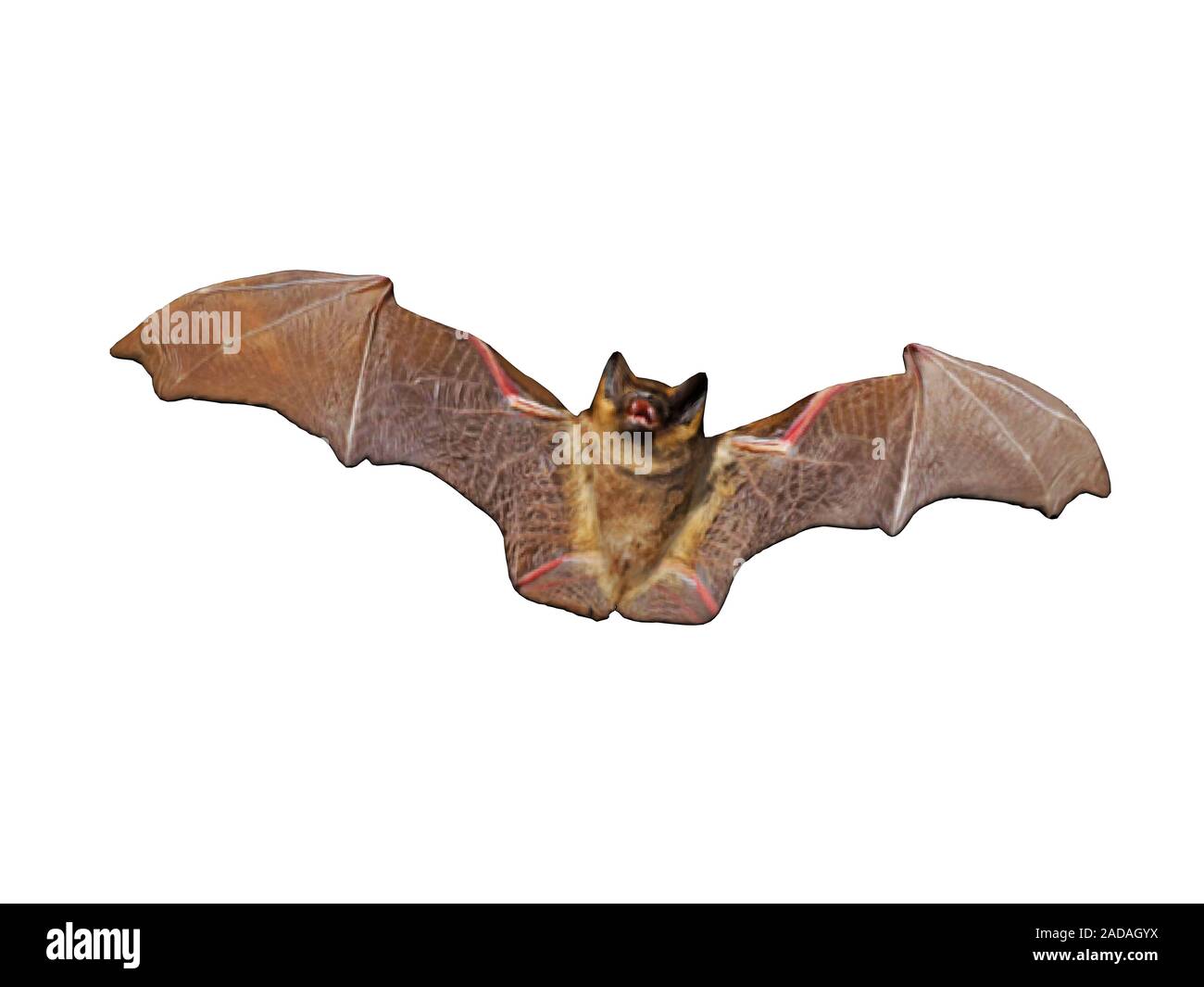 Bat flies in the sky Stock Photo - Alamy