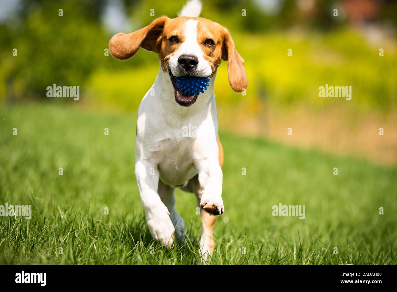 Beagle dog runs through green meadow towards camera Stock Photo - Alamy