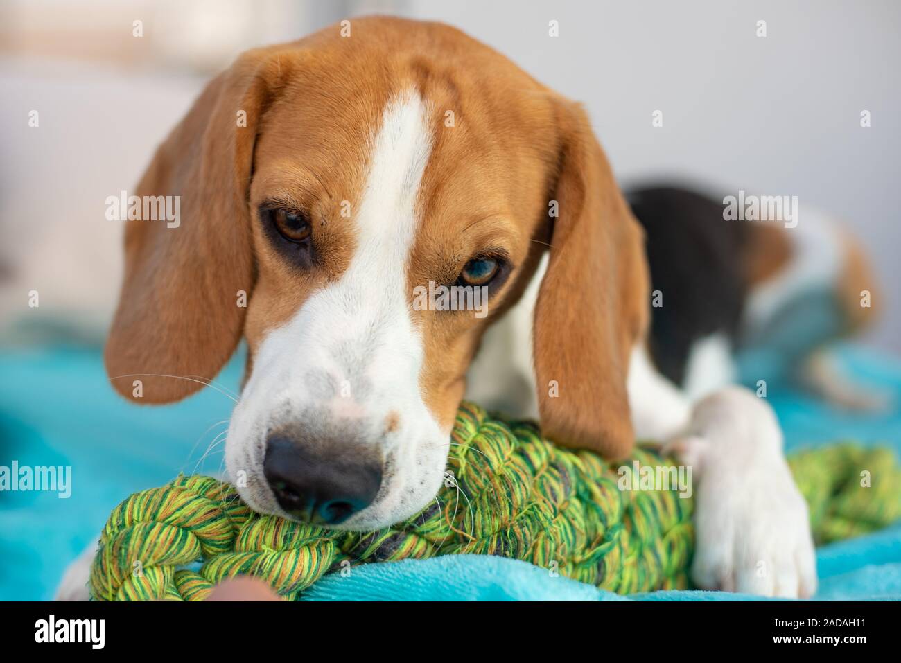 Beagle dog fun in garden outdoors chewing on knot rope Stock Photo - Alamy