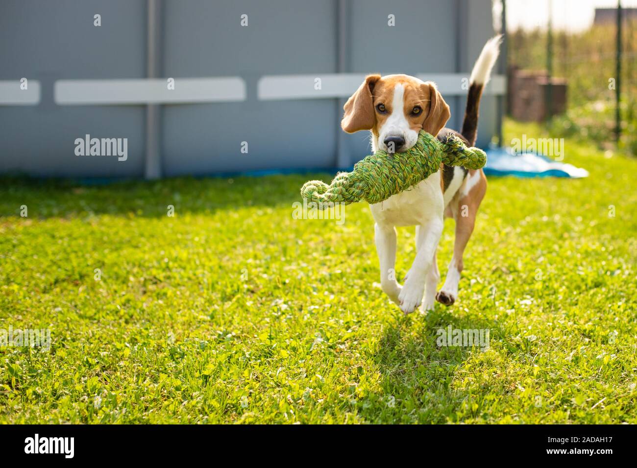 Beagle dog fun in garden outdoors run and jump with knot rope Stock ...