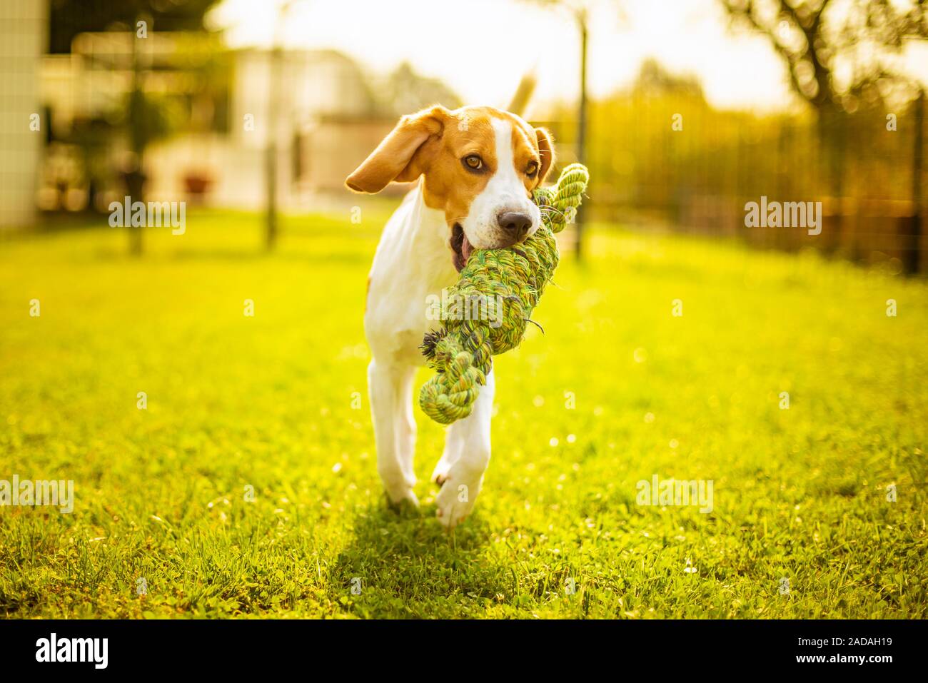 Beagle dog fun in garden outdoors run and jump with knot rope Stock ...