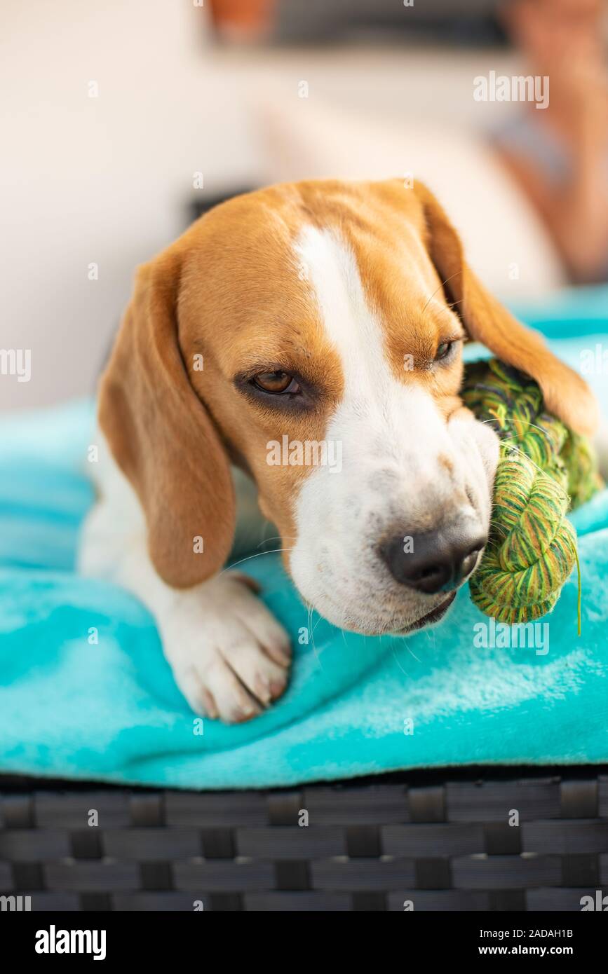 Beagle dog fun in garden outdoors chewing on knot rope Stock Photo - Alamy