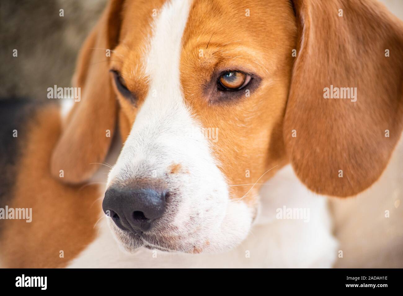 Dog tired lying on sofa in living room Stock Photo - Alamy