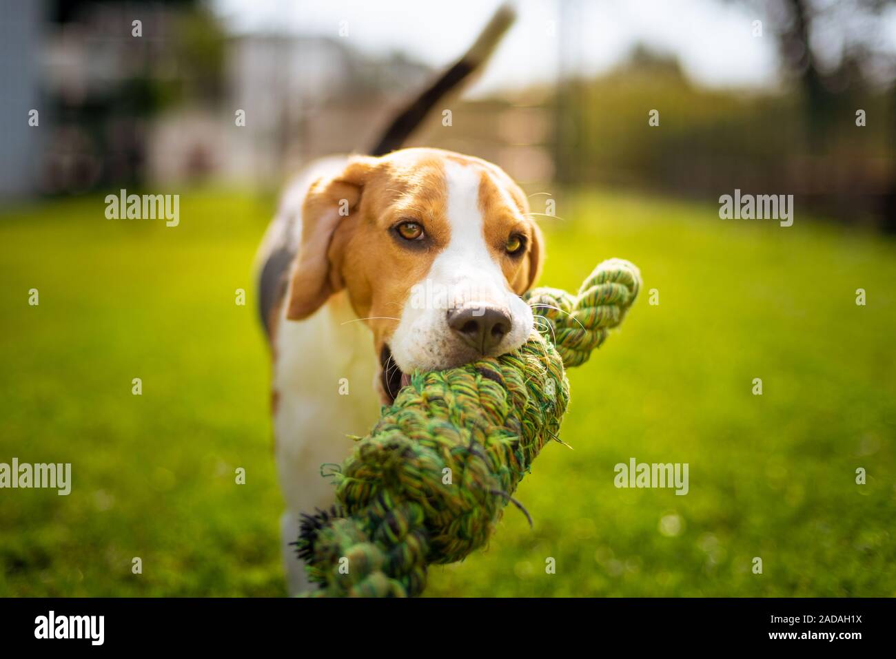 Beagle dog fun in garden outdoors run and jump with knot rope Stock ...