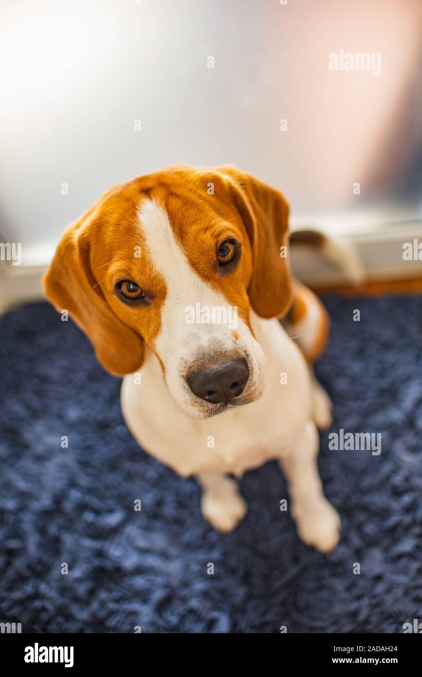 Beagle dog sits looking up towards the camera Stock Photo - Alamy