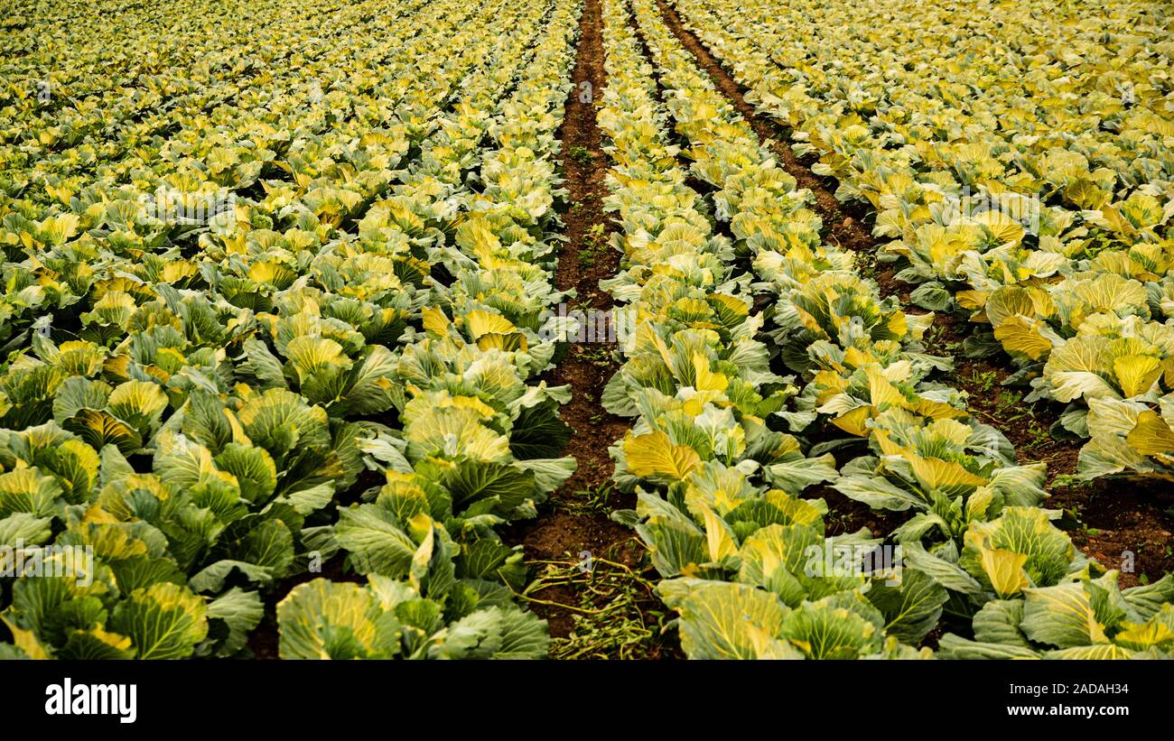 Green cabbages heads in line grow on field Stock Photo - Alamy