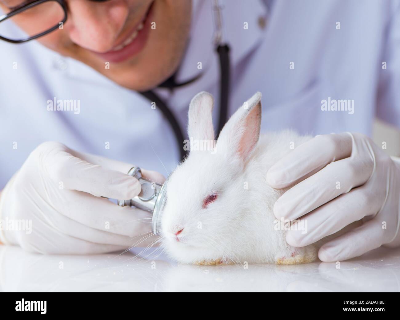Vet doctor examining rabbit in pet hospital Stock Photo - Alamy
