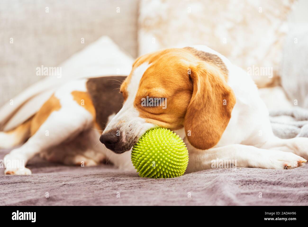 Beagle ball hi-res stock photography and images - Alamy