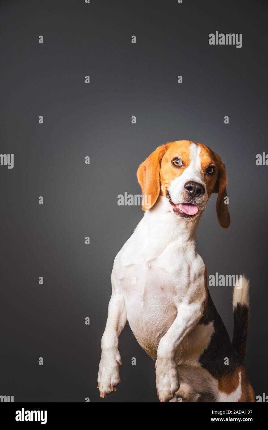 Beagle dog on a grey background standing on back legs Stock Photo - Alamy