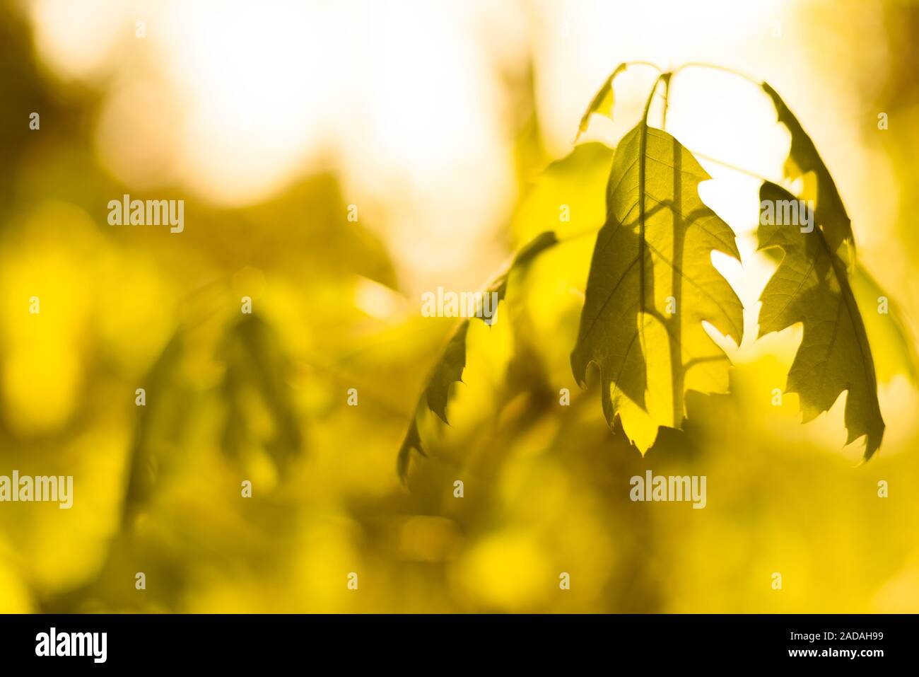 Back lit photograph hi-res stock photography and images - Alamy