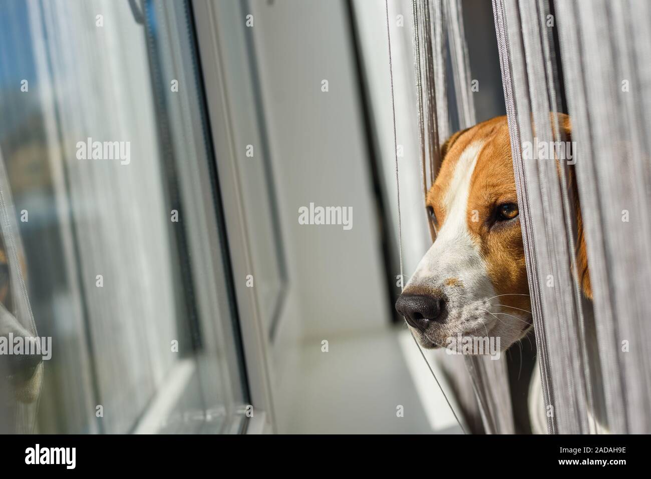 Dog through window hi-res stock photography and images - Alamy