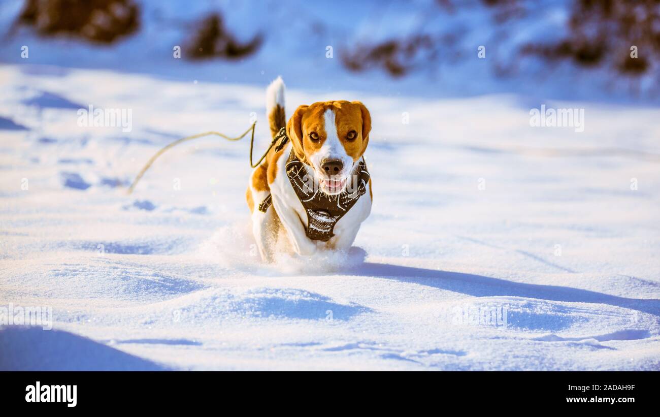 Beagle dog runs. On the winter snow Stock Photo - Alamy