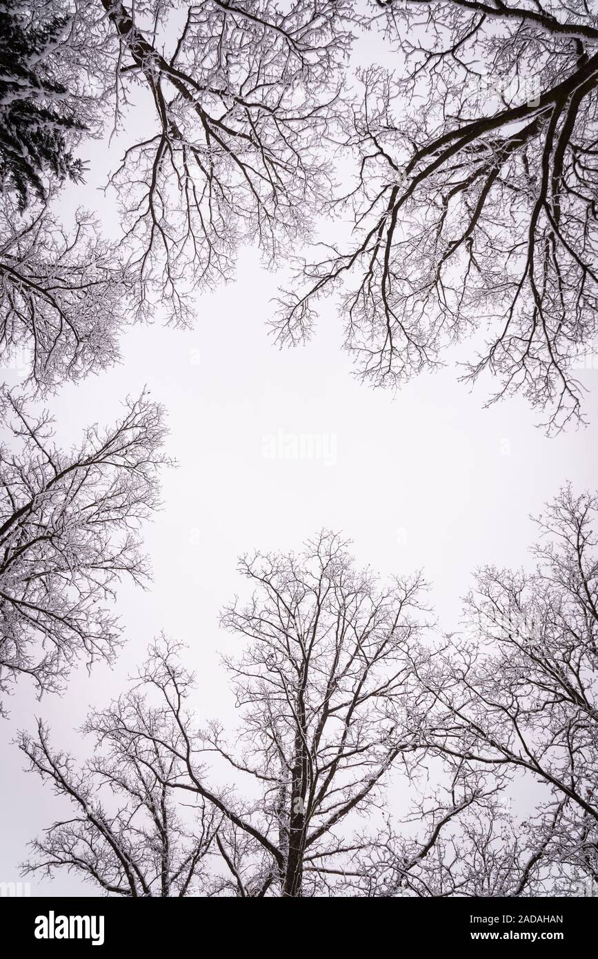 Tree crowns in winter leafless in misty forest Stock Photo - Alamy