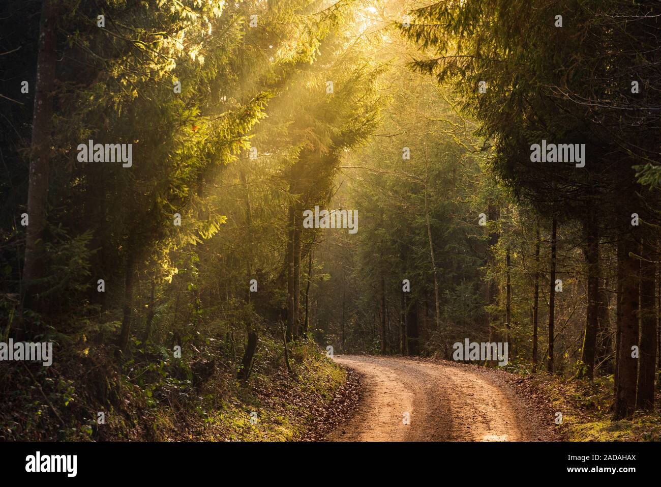 Sun rays through the trees in foggy forest. Path through the forest ...