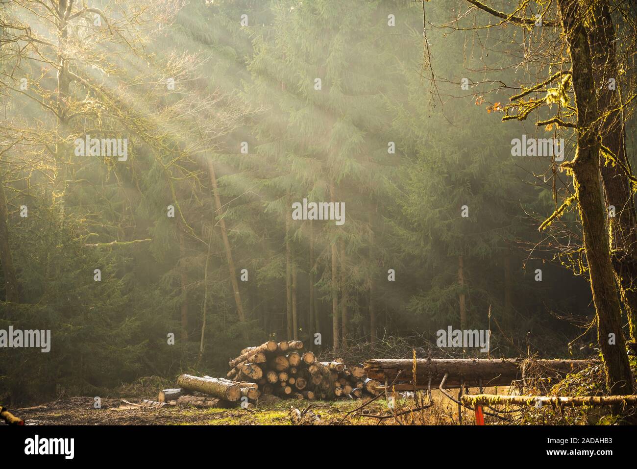 Sun rays through the trees in foggy forest. Path through the forest ...