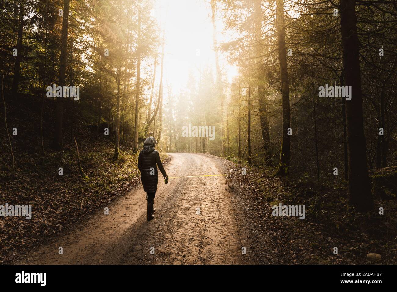 Girl in sun rays walking with beagle dog on leash in forest path Stock ...