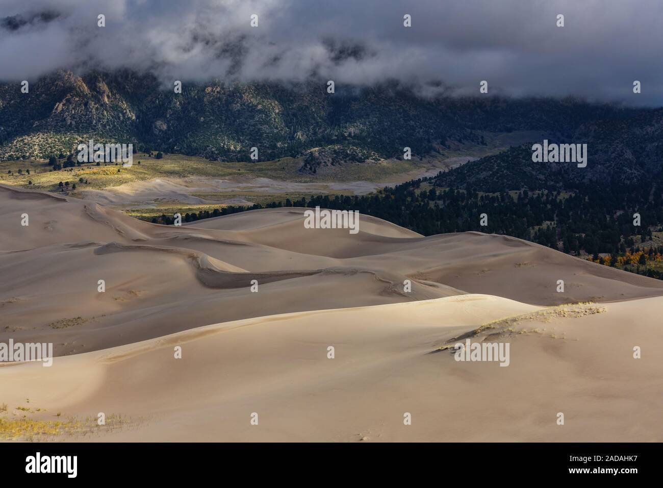 Great sand dunes national park deer hi-res stock photography and images ...