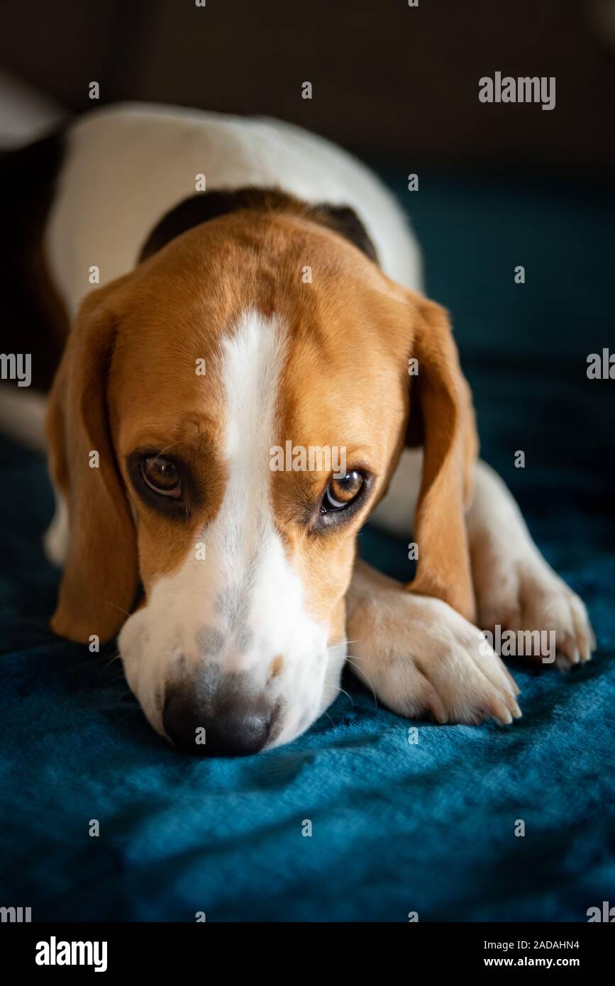 Purebred beagle dog lying on couch sofa in living room Stock Photo - Alamy
