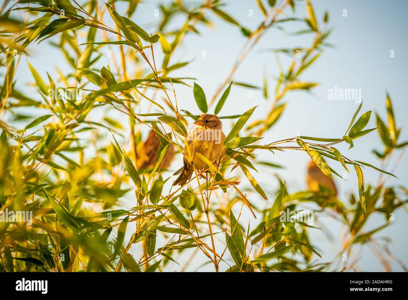 Sparrows birds on a bamboo tree in sun Stock Photo - Alamy