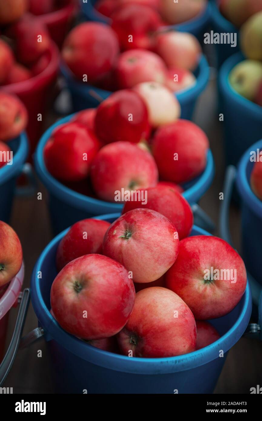 Bucket with apples Stock Photo - Alamy