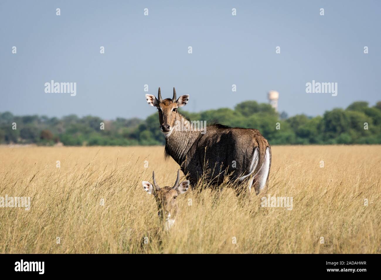 Largest Asian antelope nilgai or blue bull or Boselaphus tragocamelus ...