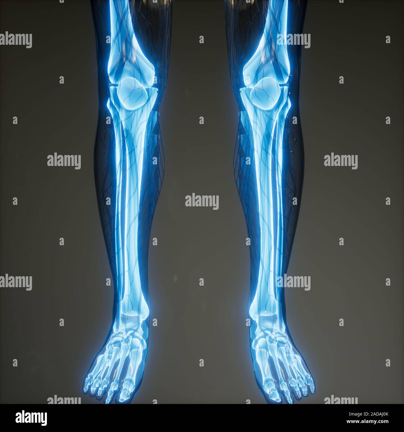 Transparent Human Body with Visible Bones Stock Photo - Alamy