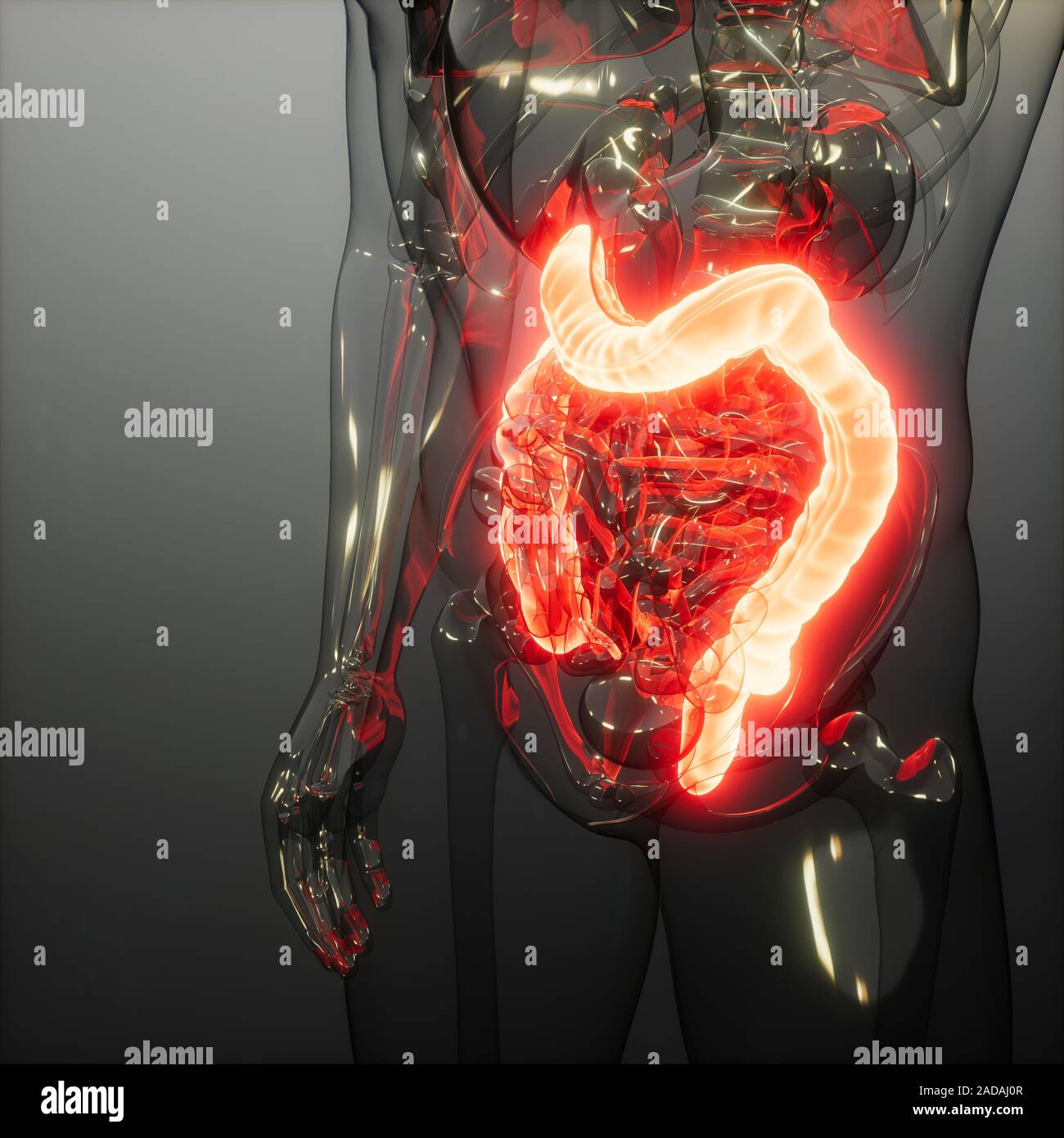 3d human colon doctor hand hi-res stock photography and images - Alamy