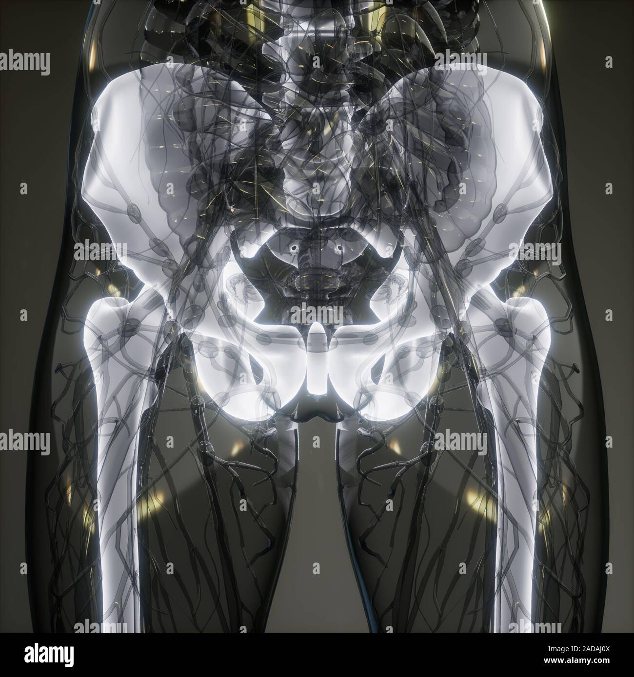 Transparent Human Body with Visible Bones Stock Photo - Alamy