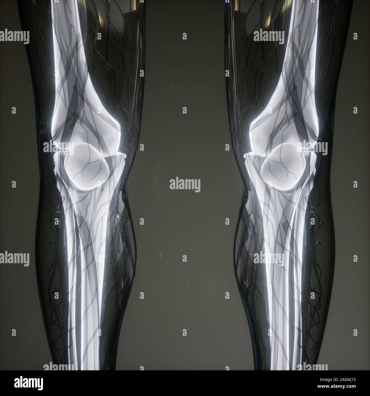 Transparent Human Body with Visible Bones Stock Photo - Alamy