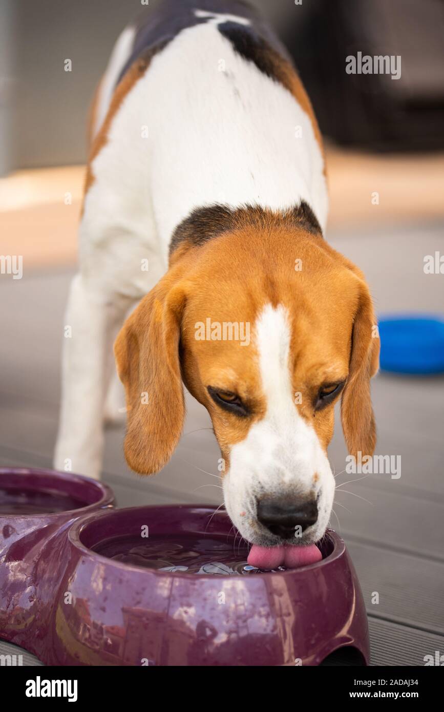 Cute dog drinks water hi-res stock photography and images - Alamy